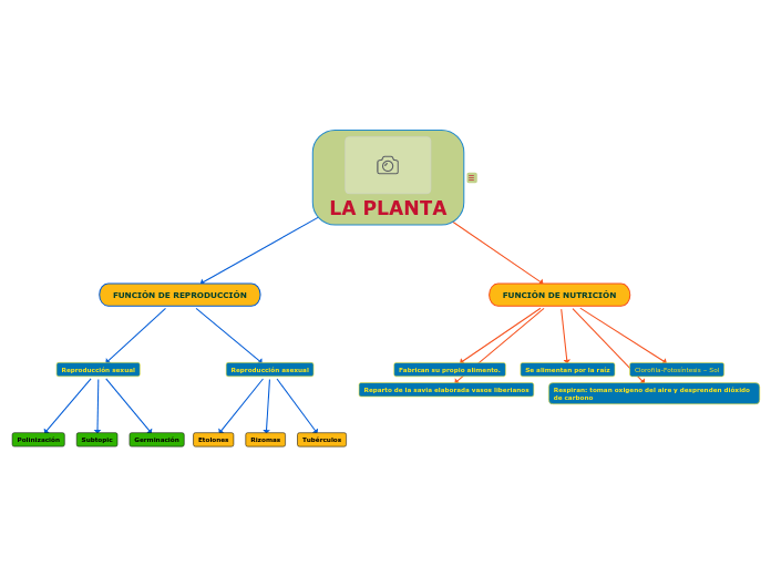 LA PLANTA - Mind Map
